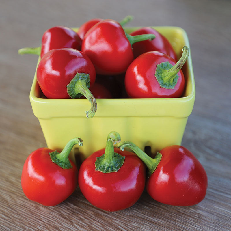 Pepper Time Bomb F1 Seed – Harris Seeds