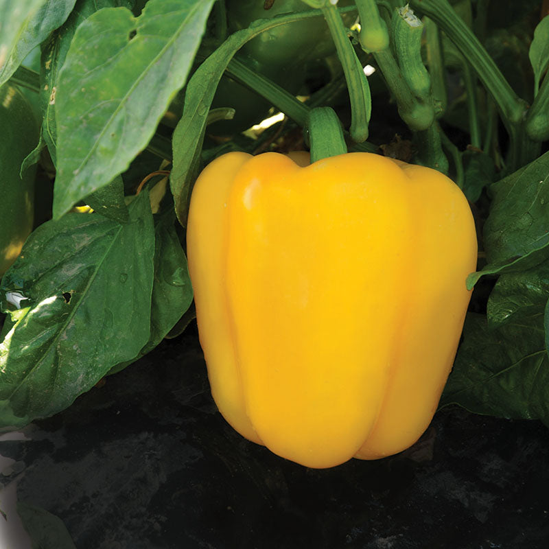 Pepper Abay F1 Organic Seed – Harris Seeds