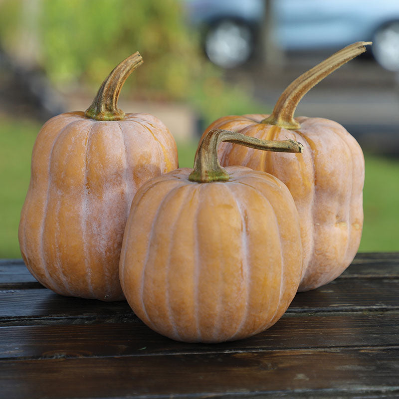 Squash Autumn Frost F1 Seed – Harris Seeds