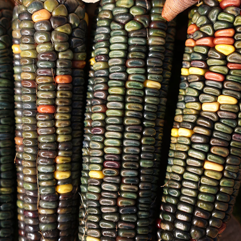 Ornamental Corn Oxacana Green Dent Seed – Harris Seeds