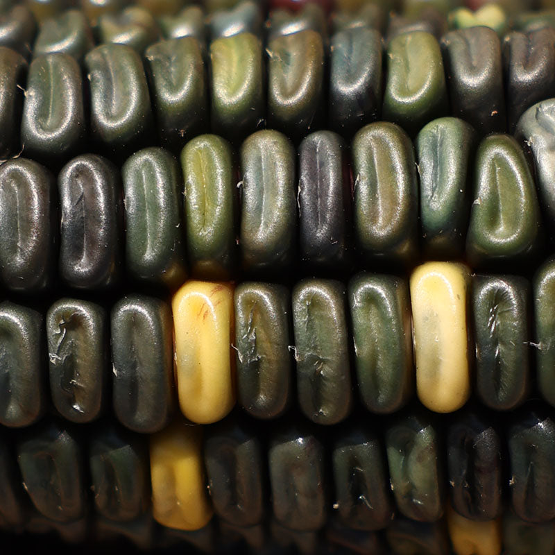 Ornamental Corn Oxacana Green Dent Seed – Harris Seeds