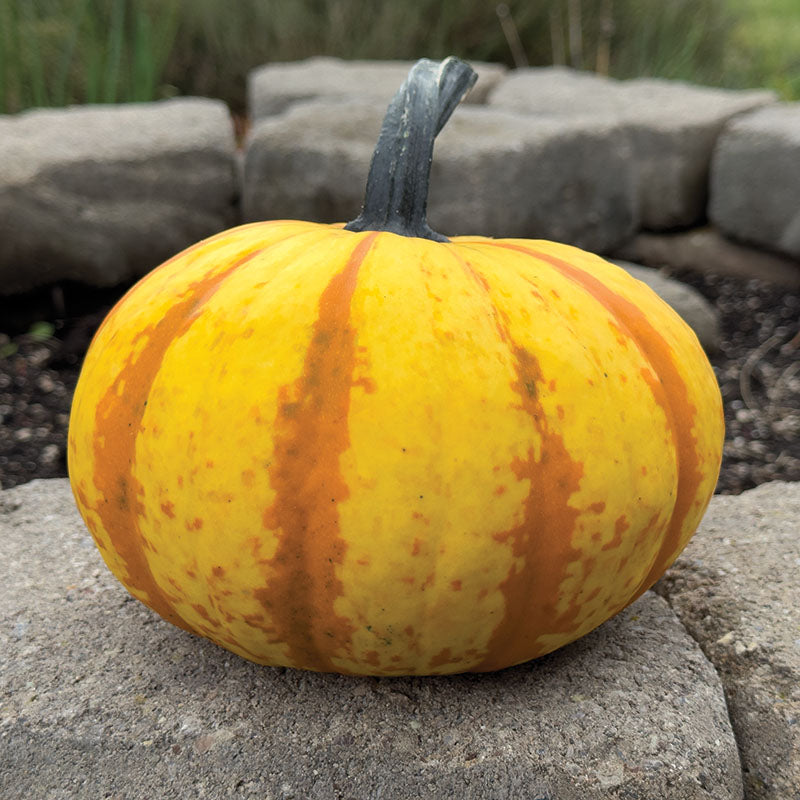 Pumpkin Blaze F1 Seed – Harris Seeds