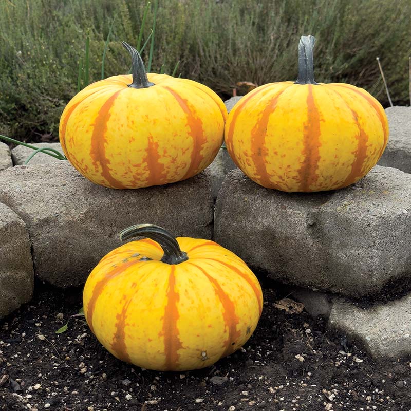 Pumpkin Blaze F1 Seed – Harris Seeds