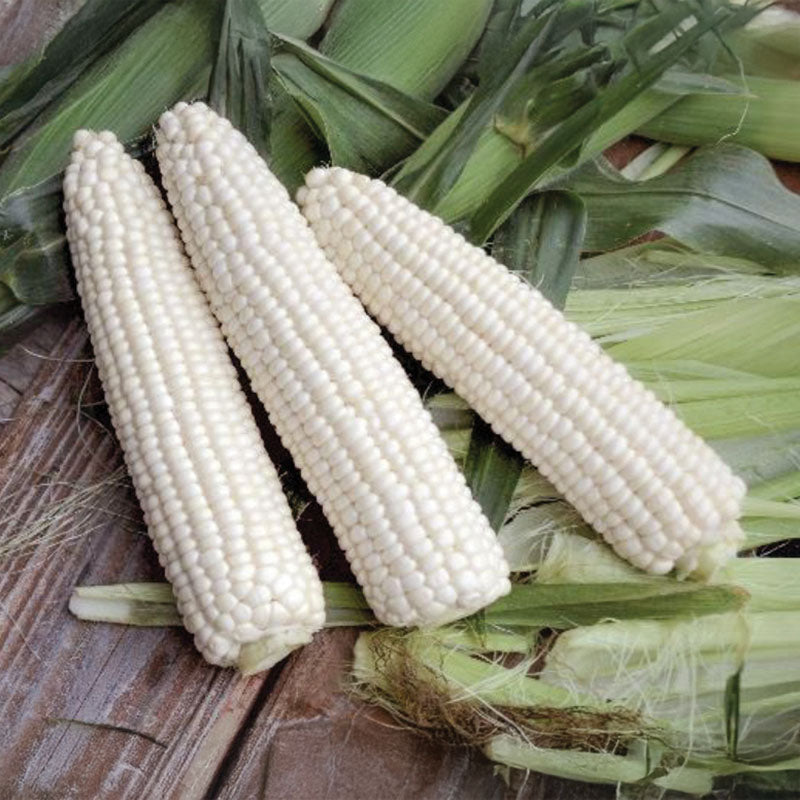 Sweet Corn Leadoff MXR F1 Seed – Harris Seeds