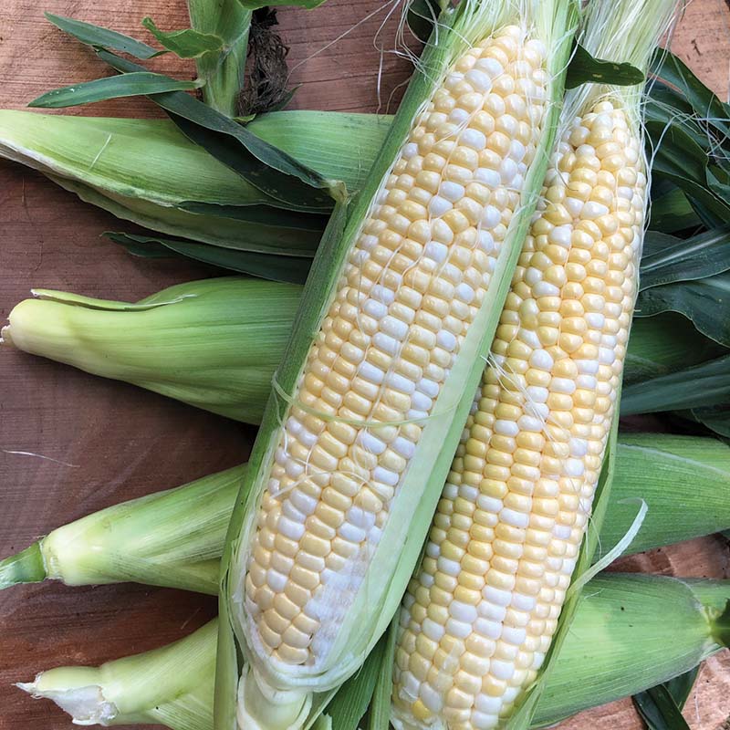 Sweet Corn Ignition F1 Seed – Harris Seeds