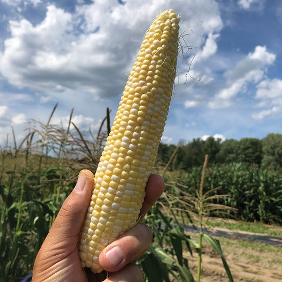 Sweet Corn Progression F1 Seed – Harris Seeds