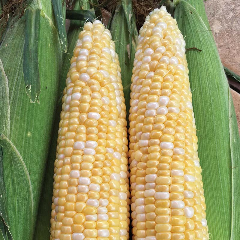 Sweet Corn Progression F1 Seed – Harris Seeds