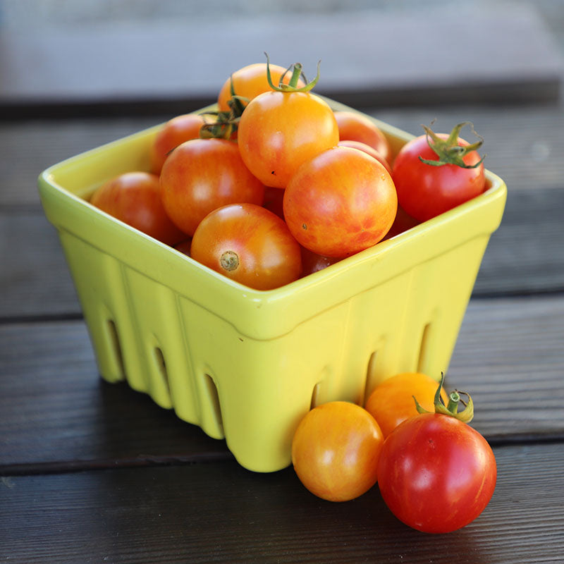 Tomato Tropical Sunset Organic Seed – Harris Seeds
