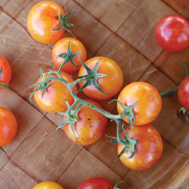 Tomato Tropical Sunset Organic Seed – Harris Seeds