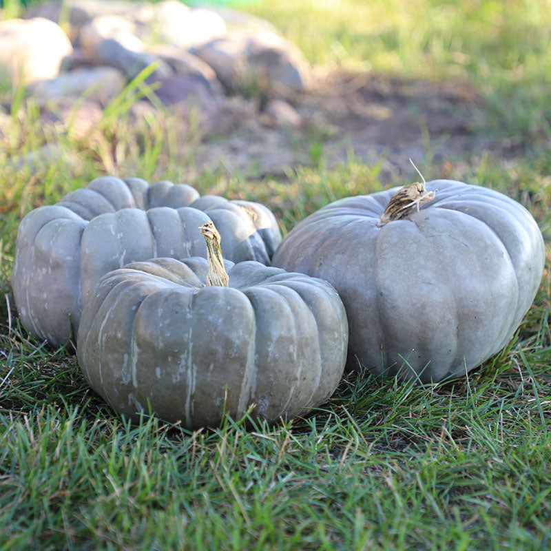 Pumpkin Jade Knight F1 Seed – Harris Seeds