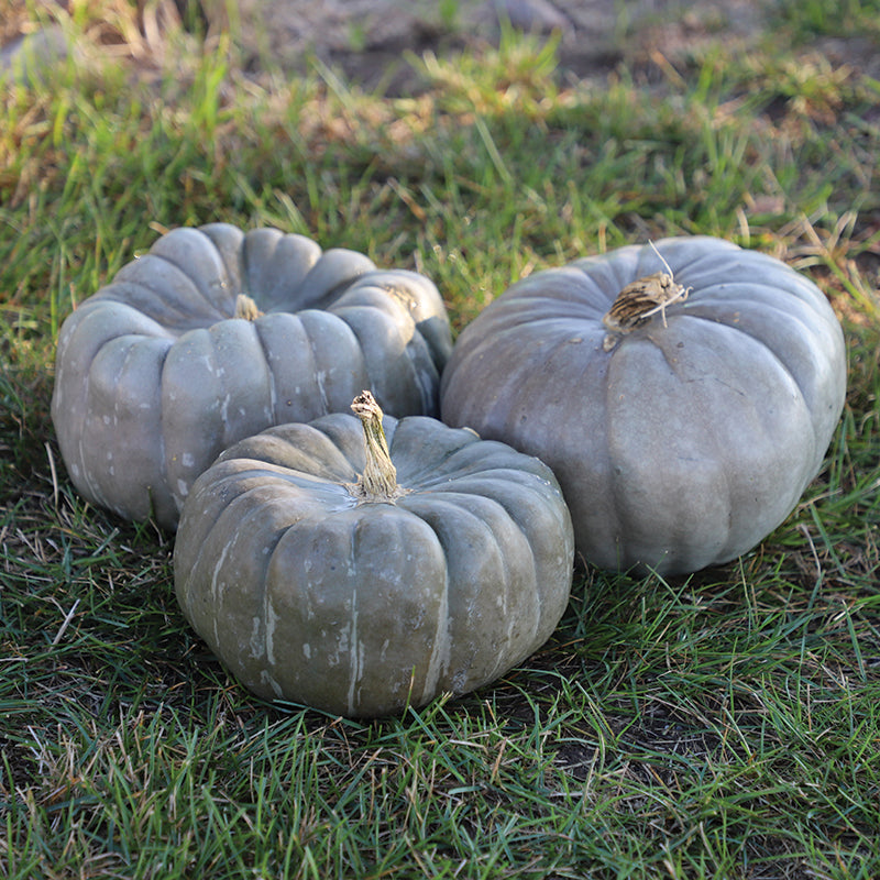 Pumpkin Jade Knight F1 Seed – Harris Seeds