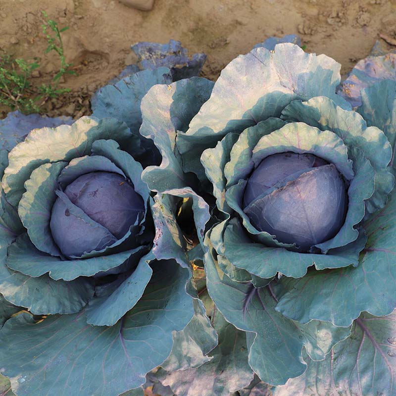 Cabbage Red Jewel F1 Seed – Harris Seeds