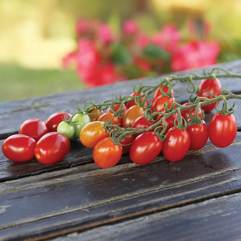 Tomato Red Coral F1 Seed – Harris Seeds