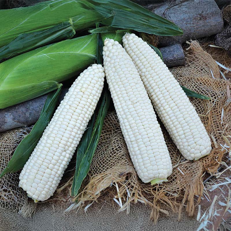 Sweet Corn Endurance MXR F1 Seed – Harris Seeds
