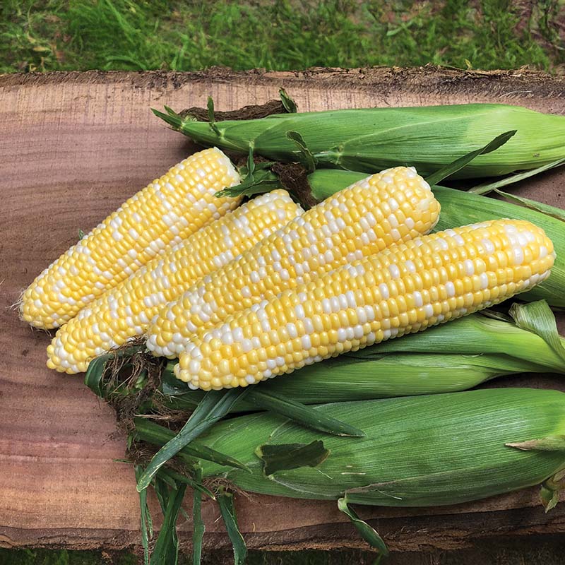 Sweet Corn Octane F1 Seed – Harris Seeds