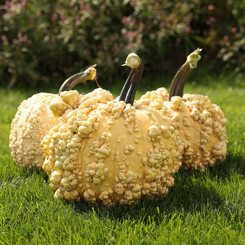 Pumpkin Popcorn F1 Seed – Harris Seeds