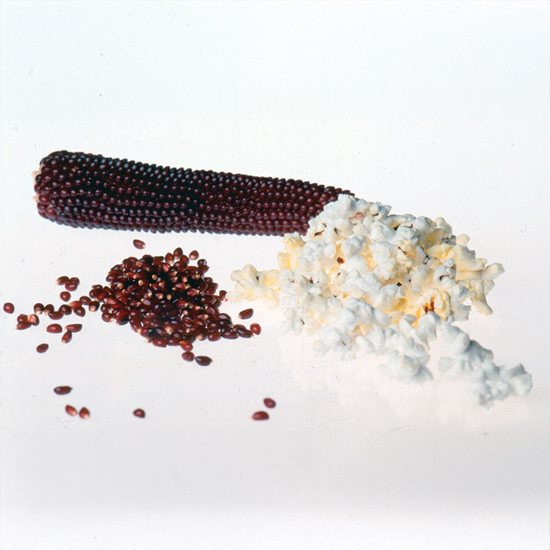 Ornamental Corn Ruby Red F1 Seed – Harris Seeds