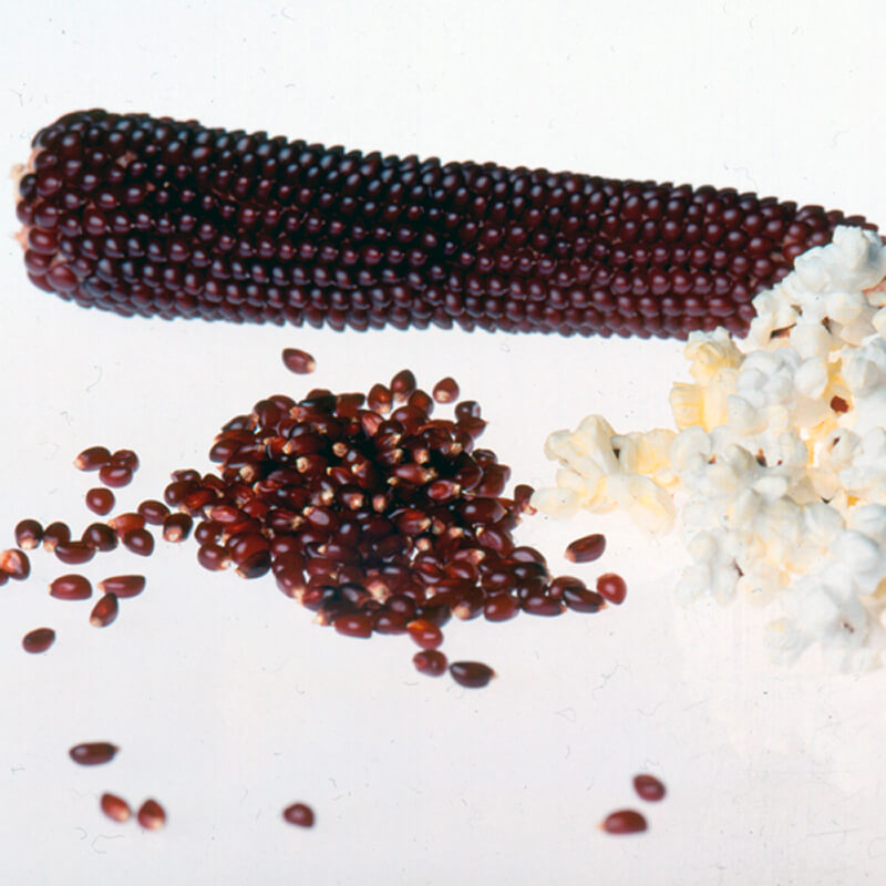 Ornamental Corn Ruby Red F1 Seed – Harris Seeds