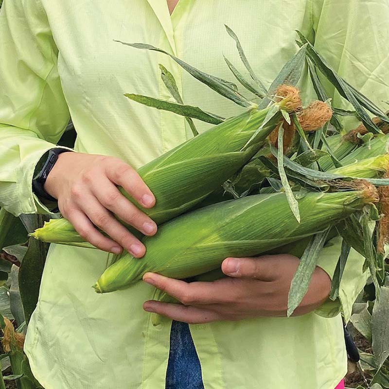 Sweet Corn Eden RMN F1 Seed – Harris Seeds