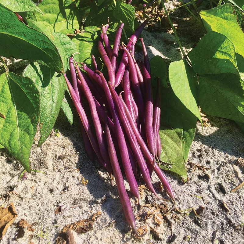 Bean Celine Organic Seed – Harris Seeds