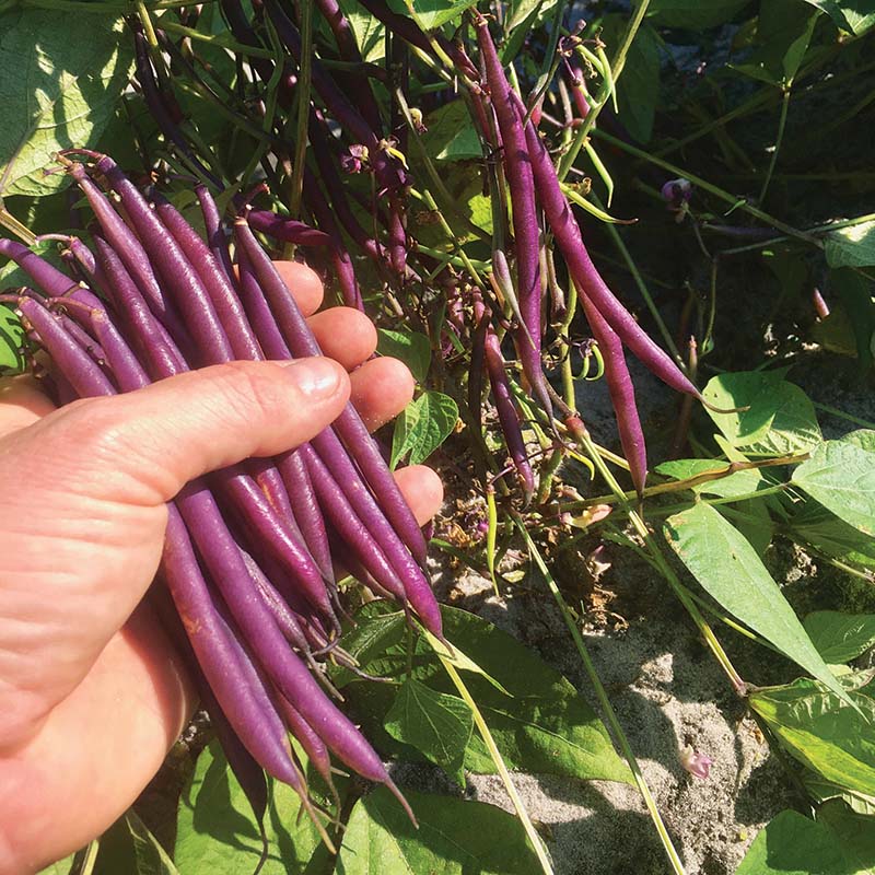 Bean Celine Organic Seed – Harris Seeds