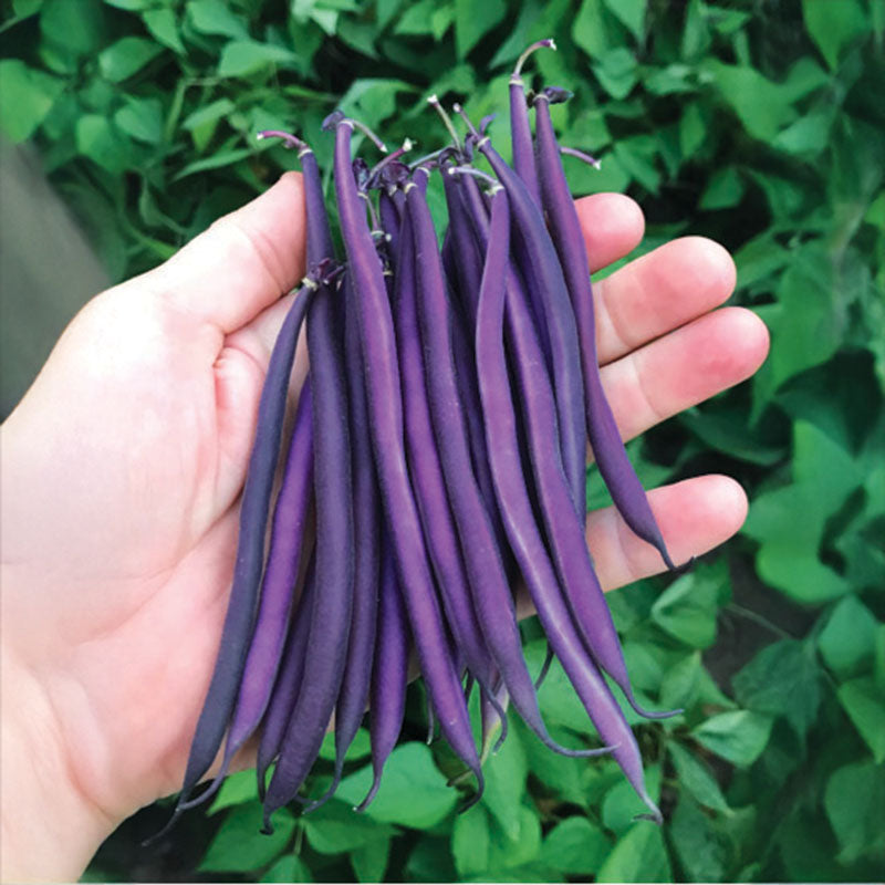 Bean Celine Organic Seed – Harris Seeds