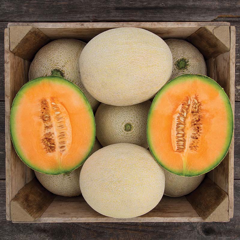 Melon True Love F1 Organic Seed – Harris Seeds