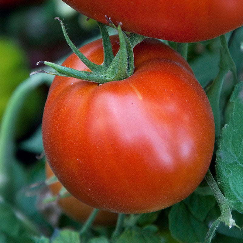 Tomato Plant Celebrity 60 Photos - Moonagedaydream.film