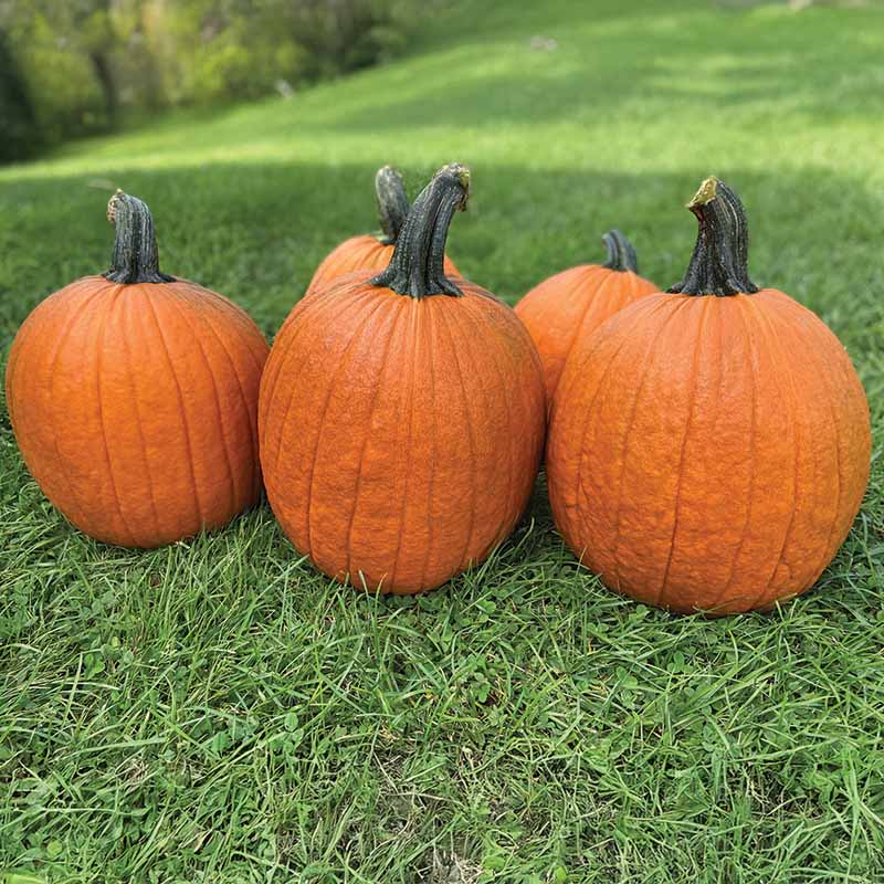 Pumpkin Justify F1 Seed – Harris Seeds
