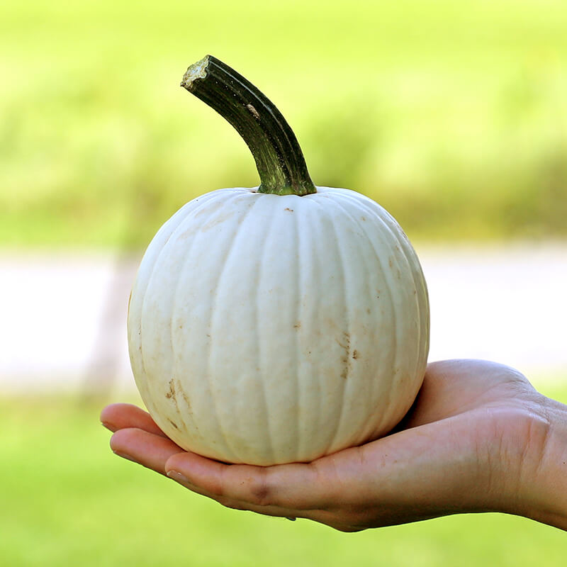 Pumpkin Snowdrop FarMore F1 Seed – Harris Seeds