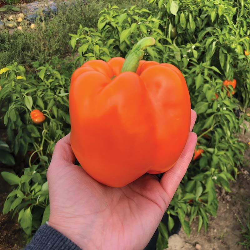 Pepper Delirio F1 Seed – Harris Seeds