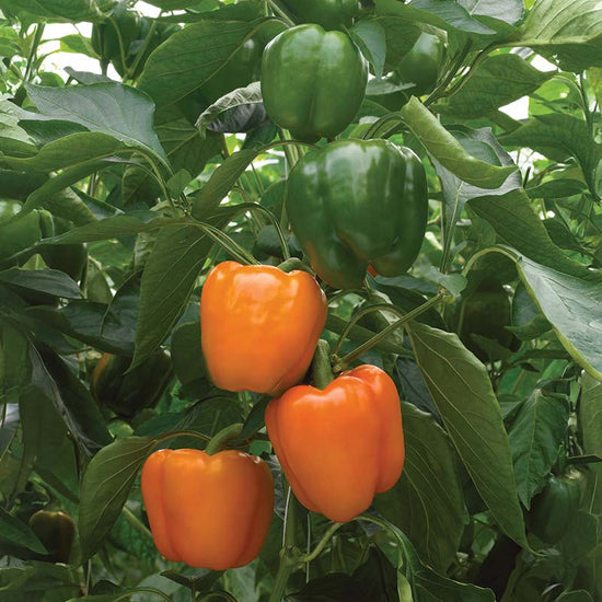 Pepper Delirio F1 Seed – Harris Seeds