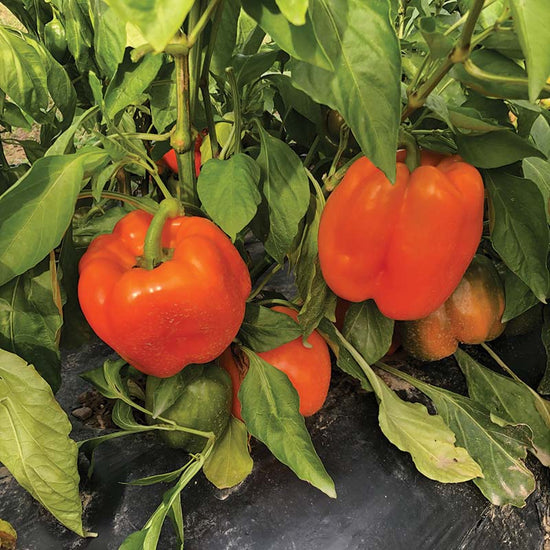 Pepper Delirio F1 Seed – Harris Seeds