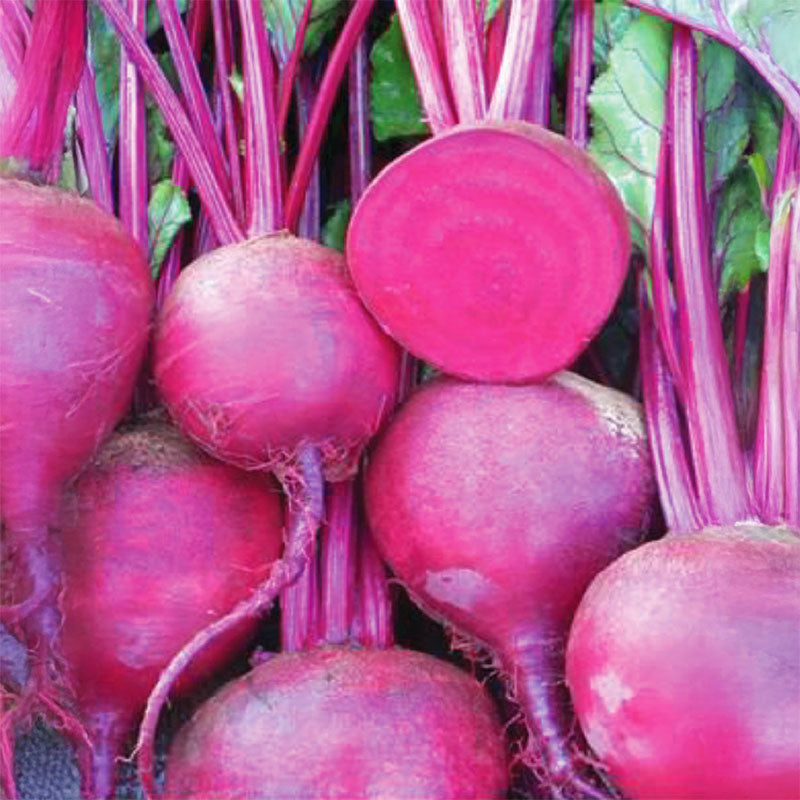 Beet Red Atlas F1 Seed – Harris Seeds