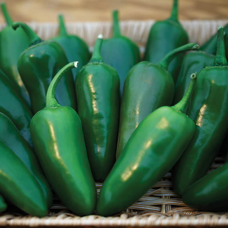 Pepper Megatron F1 Seed – Harris Seeds