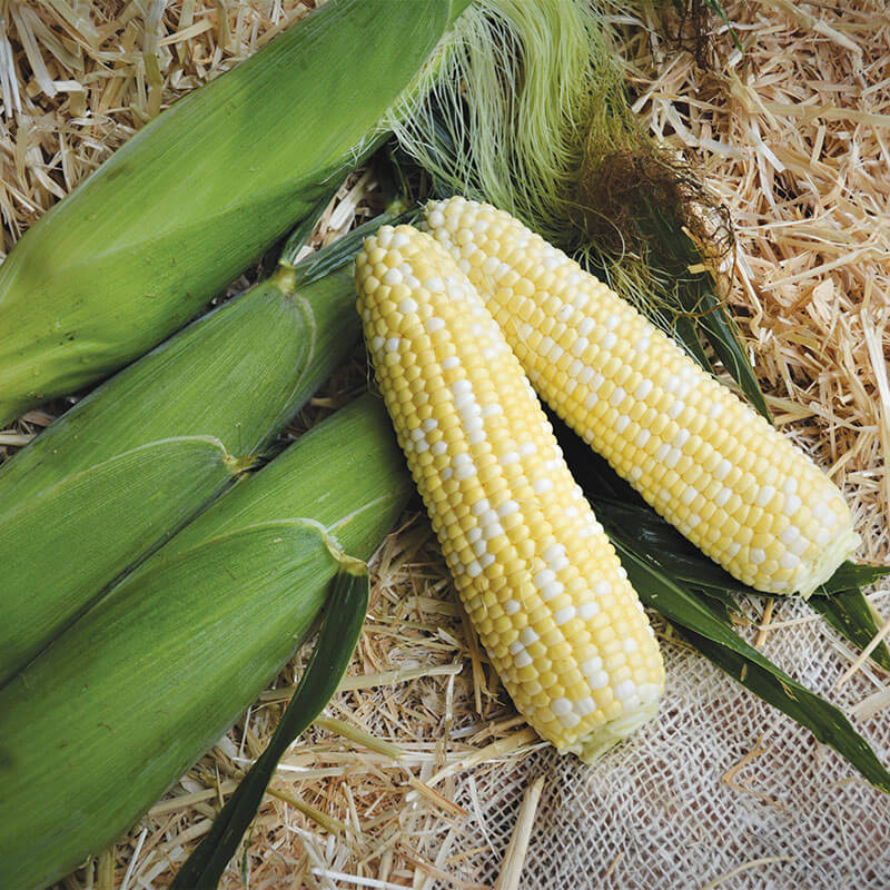 Sweet Corn Stamina MXR F1 Seed – Harris Seeds
