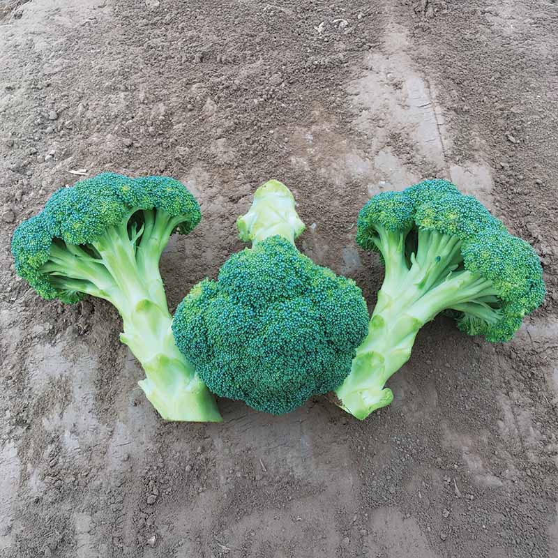 Broccoli Spectre F1 Seed – Harris Seeds