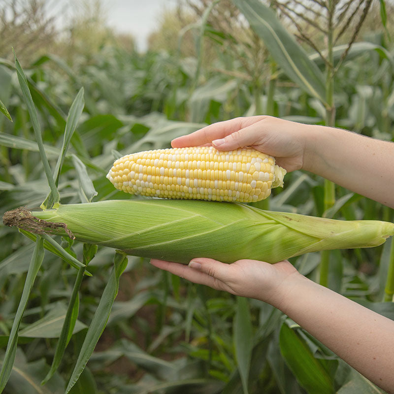 Sweet Corn Spritz F1 Seed – Harris Seeds