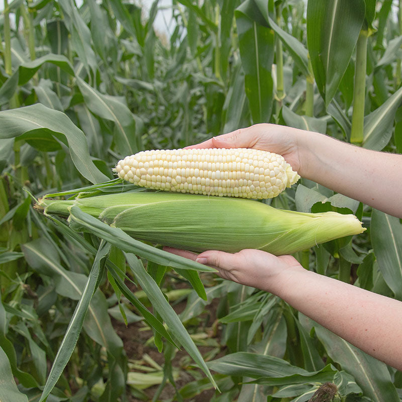 Sweet Corn Seabright F1 Seed – Harris Seeds