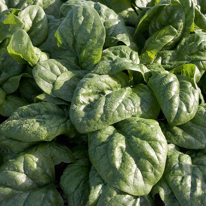 Spinach Space F1 Organic Seed – Harris Seeds