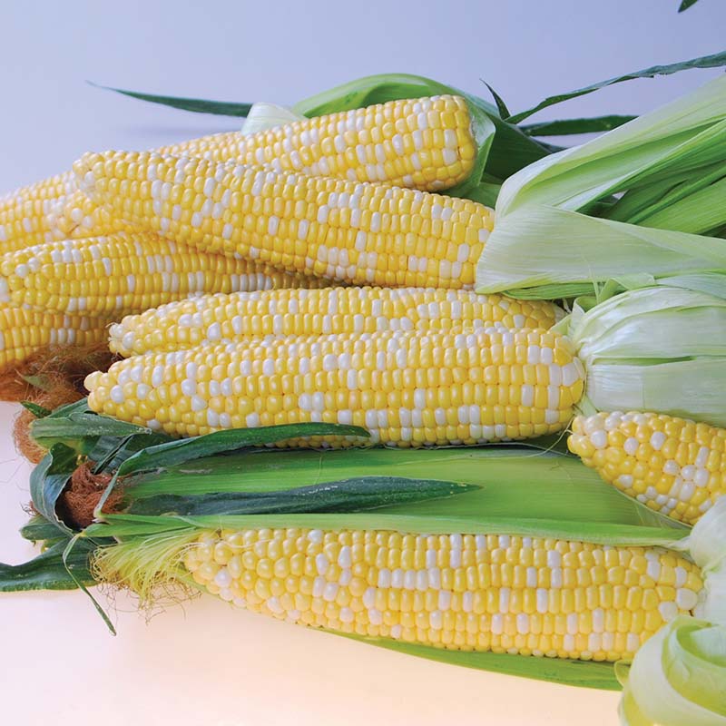 Sweet Corn QuickStart F1 Seed – Harris Seeds