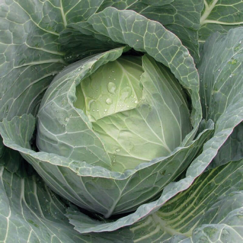 Cabbage Taurus F1 Seed – Harris Seeds
