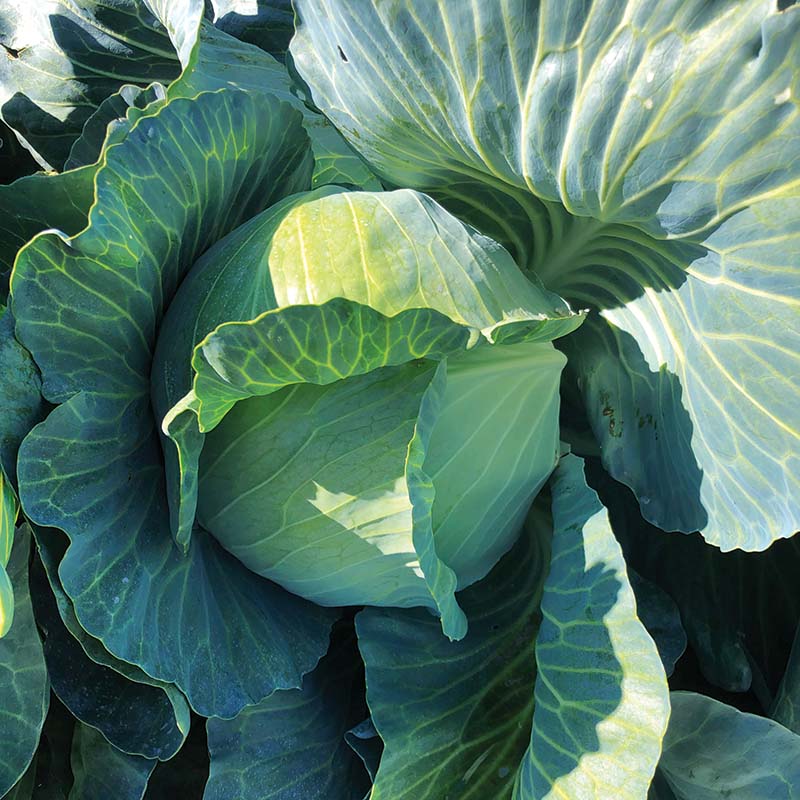 Cabbage Satie F1 Seed – Harris Seeds