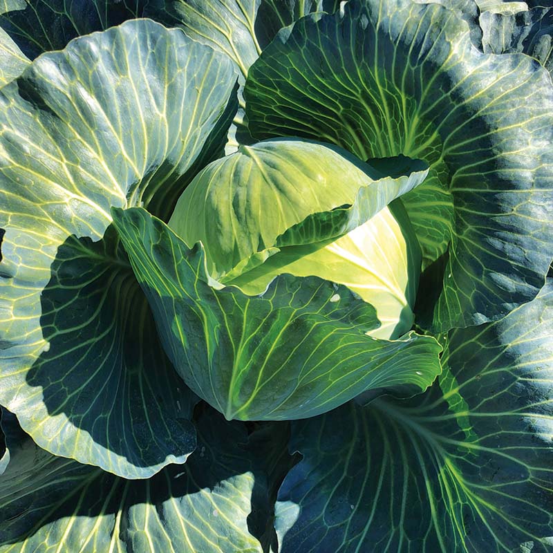 Cabbage Satie F1 Seed – Harris Seeds