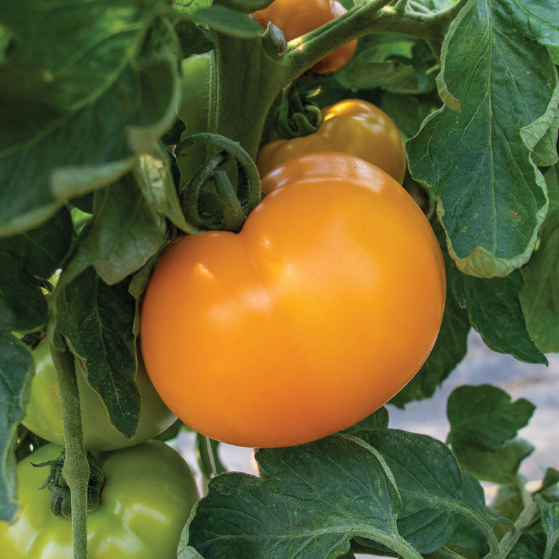 Tomato Bendida F1 Seed – Harris Seeds
