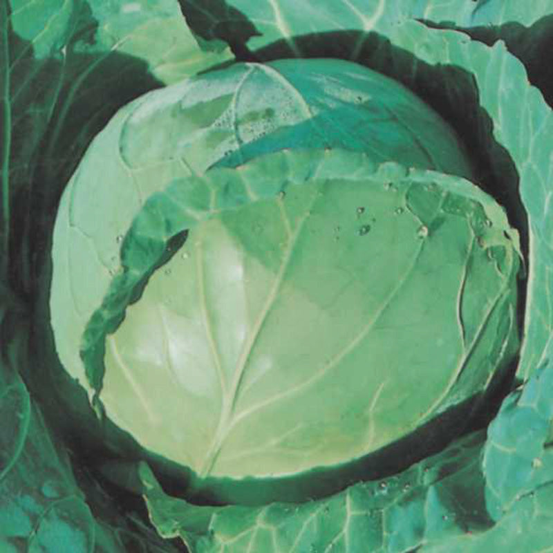 Cabbage Green Challenger F1 Seed – Harris Seeds