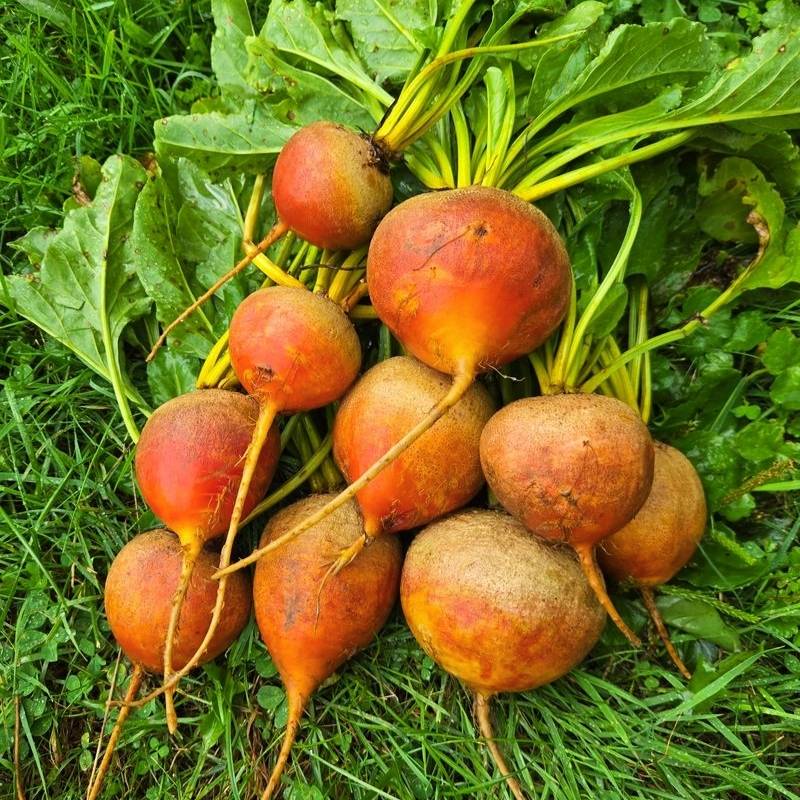 Beet Golden Boy Seed – Harris Seeds
