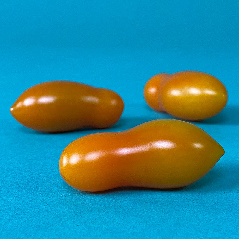 Tomato Sun Dipper F1 Seed – Harris Seeds