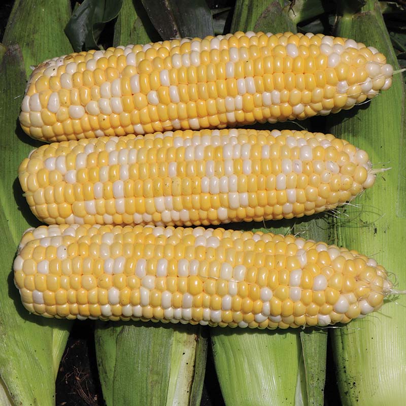Sweet Corn Skyray F1 Seed – Harris Seeds