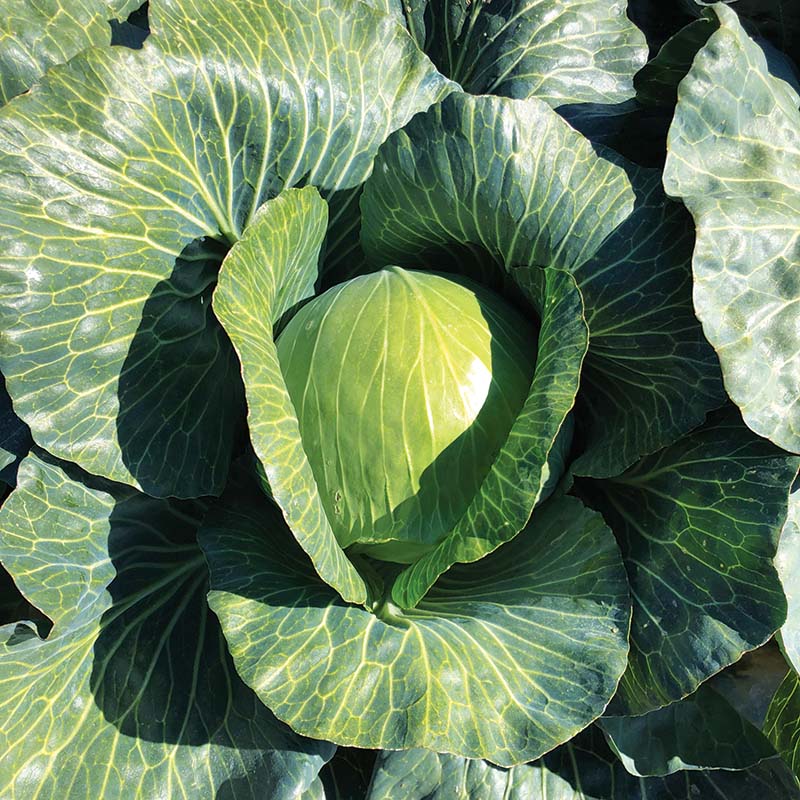 Cabbage Storage #4 F1 Seed – Harris Seeds